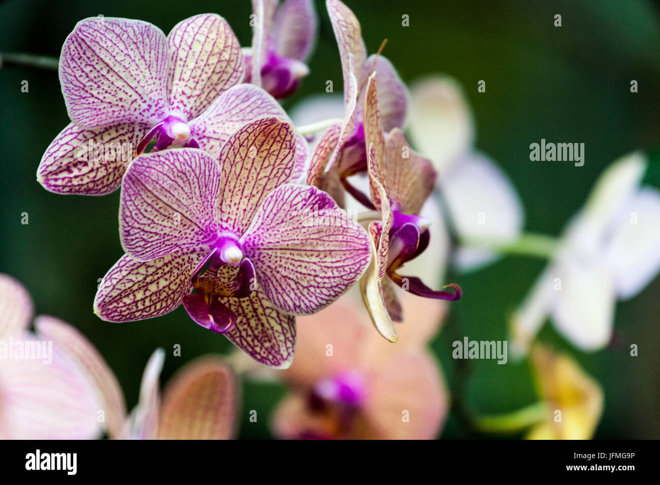 Bright orchid in the Singapore Orchid Garden Stock Photo - Alamy