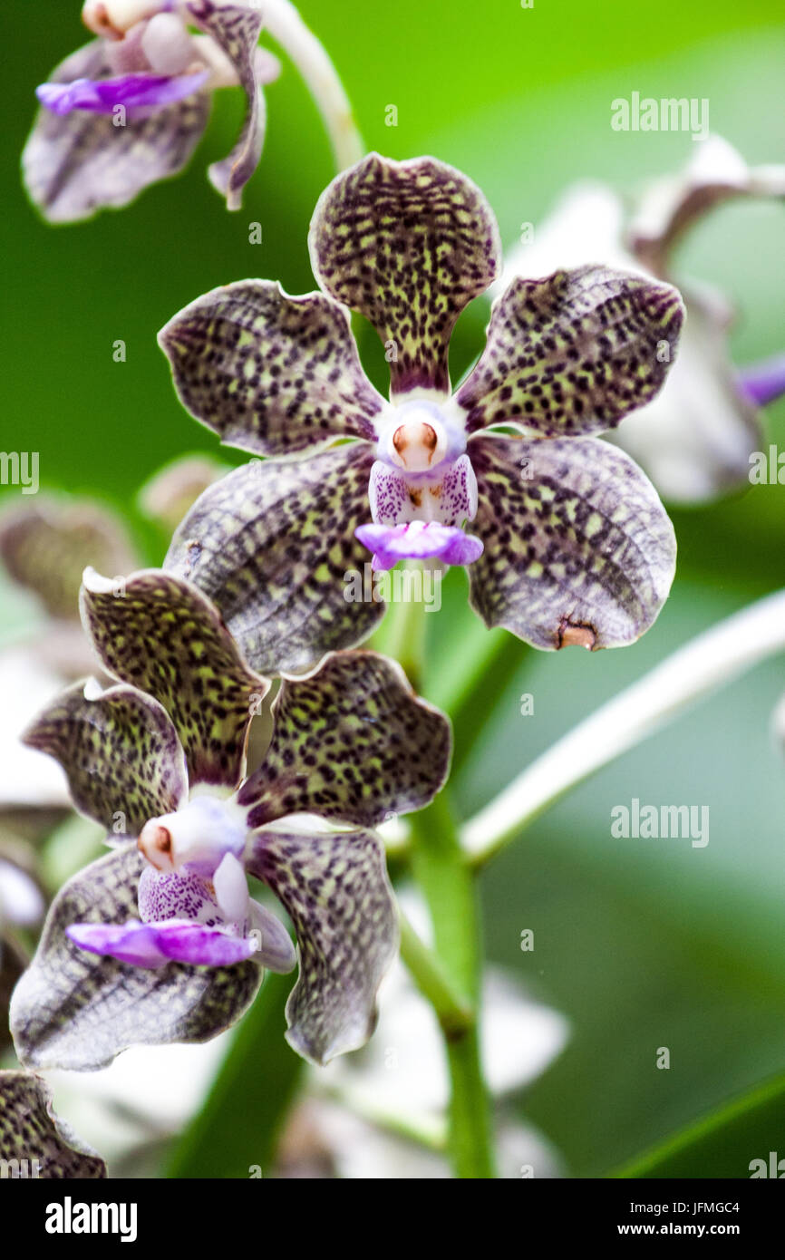 Bright orchid in the Singapore Orchid Garden Stock Photo - Alamy