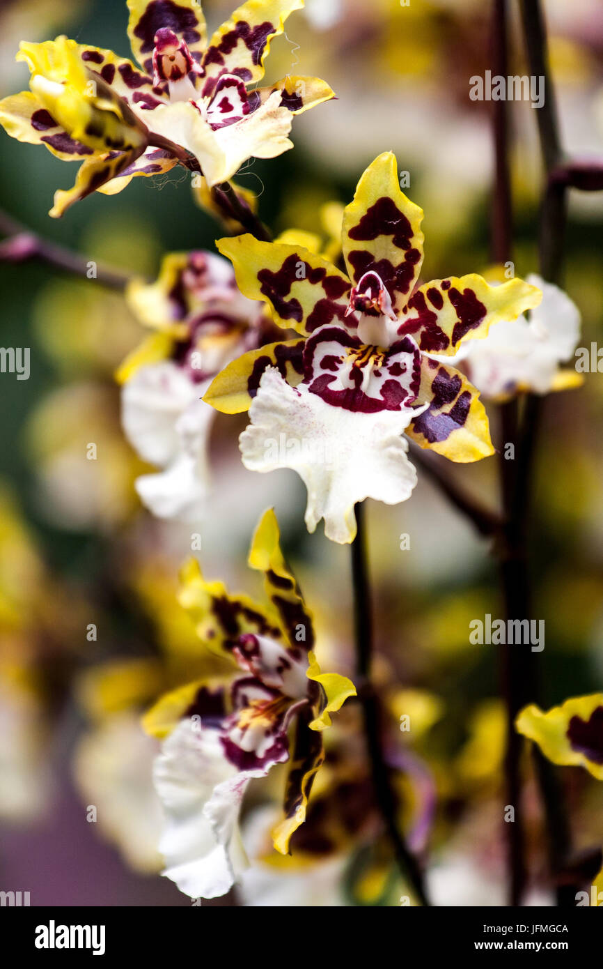 Bright orchid in the Singapore Orchid Garden Stock Photo - Alamy