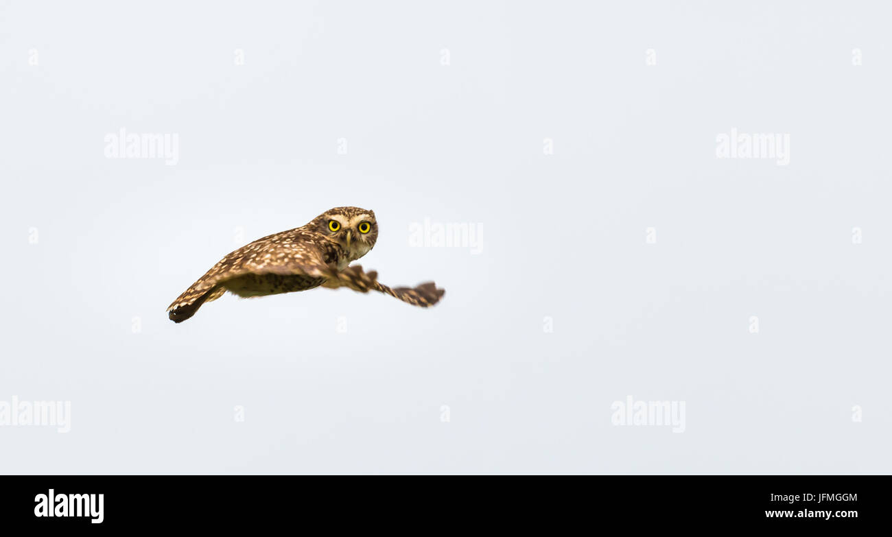 owl in flight Stock Photo - Alamy