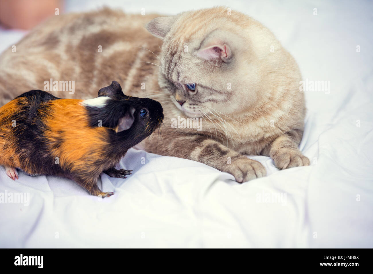 A cat sits near a guinea pig and looks at each other Stock Photo - Alamy