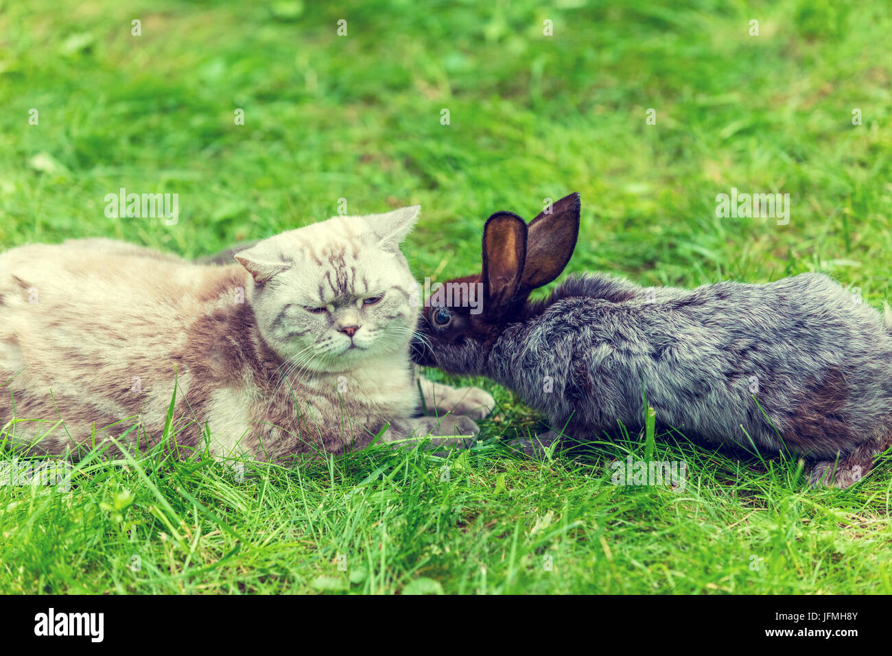 Cat and rabbit lying together outdoor on the grass Stock Photo - Alamy