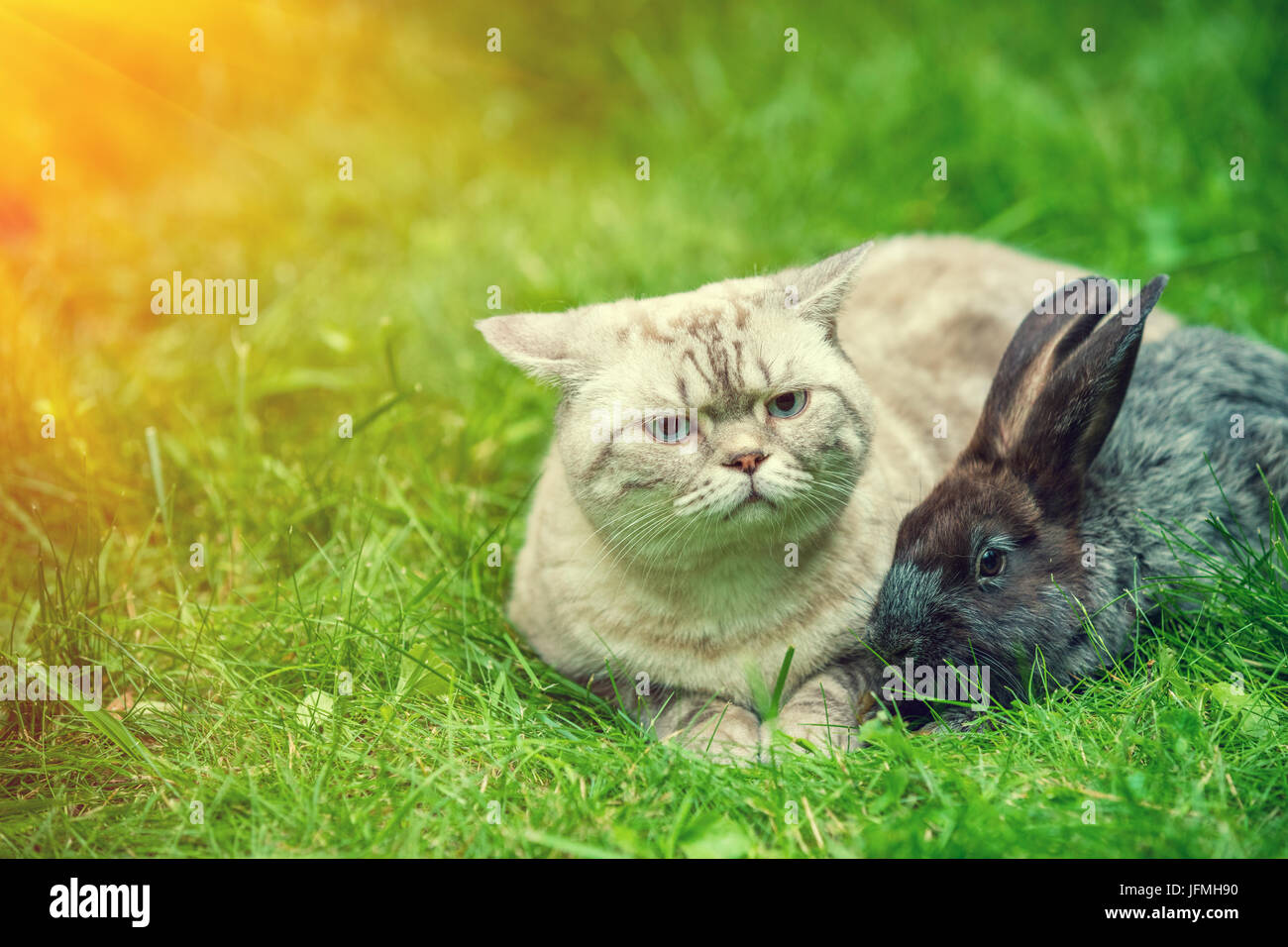 Kitten and rabbit together hi-res stock photography and images - Alamy