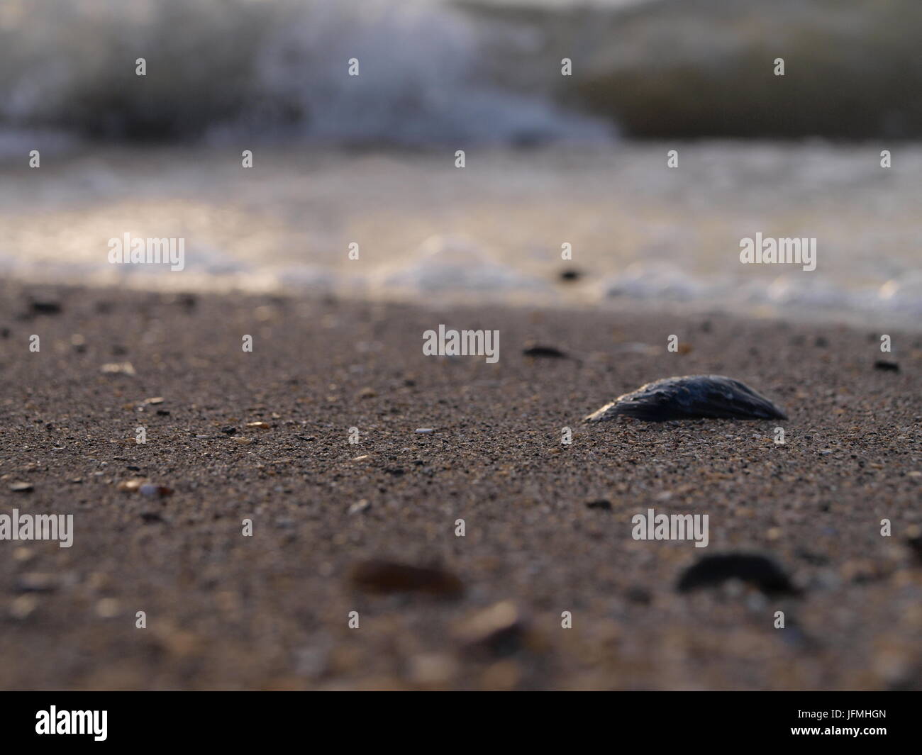 Broken shell and sand hi-res stock photography and images - Alamy