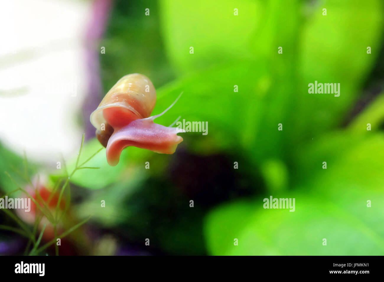 Portrait of Red Apple Snail Stock Photo - Alamy