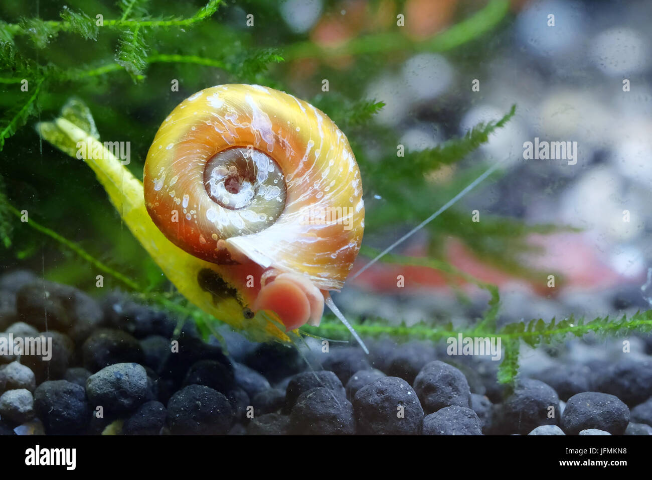Portrait of Red Apple Snail Stock Photo - Alamy