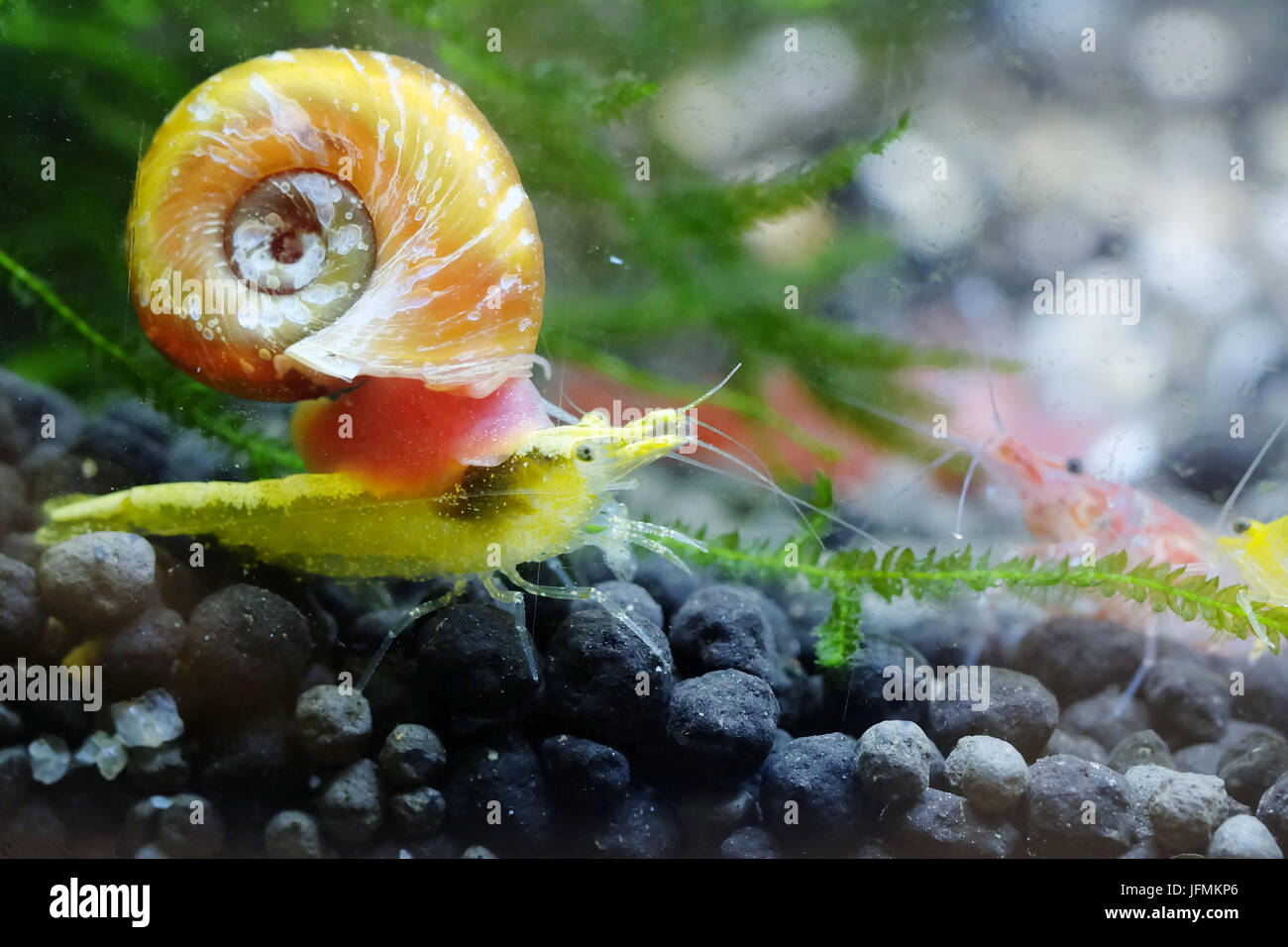 Portrait of Red Apple Snail Stock Photo - Alamy