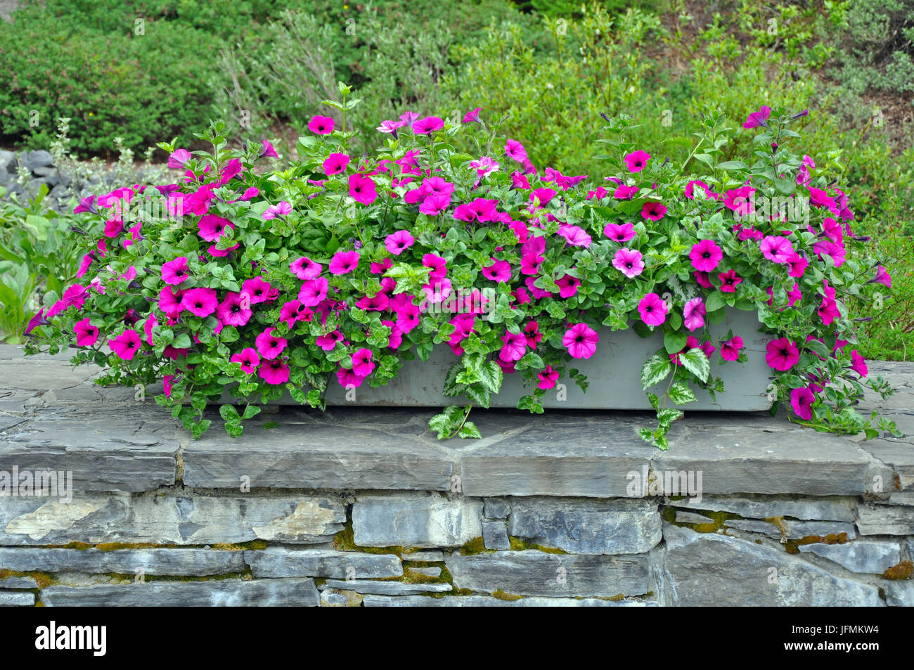 Petty purple petunias in planter on brick wall Stock Photo - Alamy