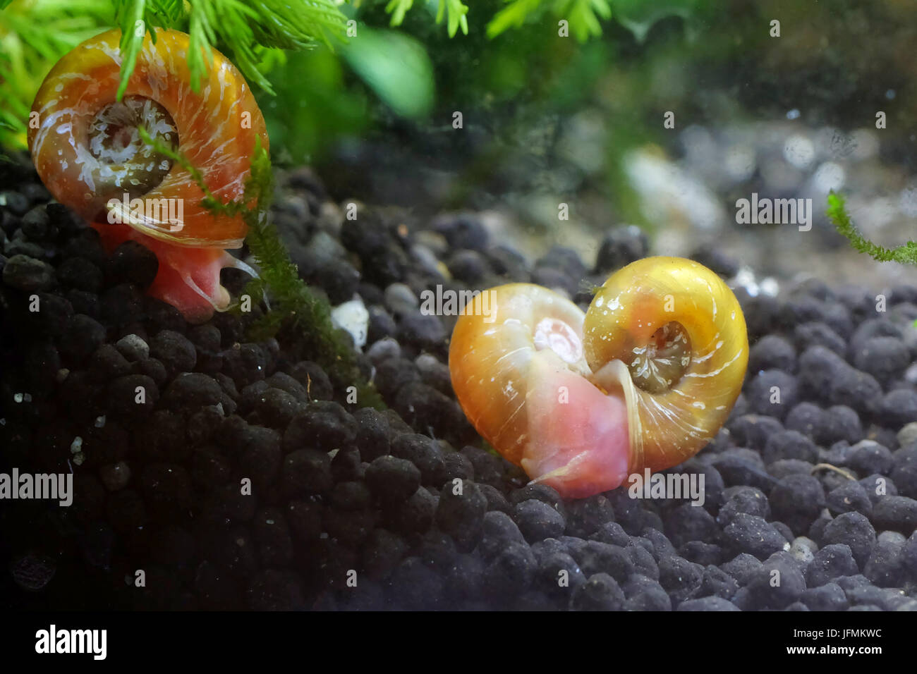 Portrait of Red Apple Snail Stock Photo - Alamy