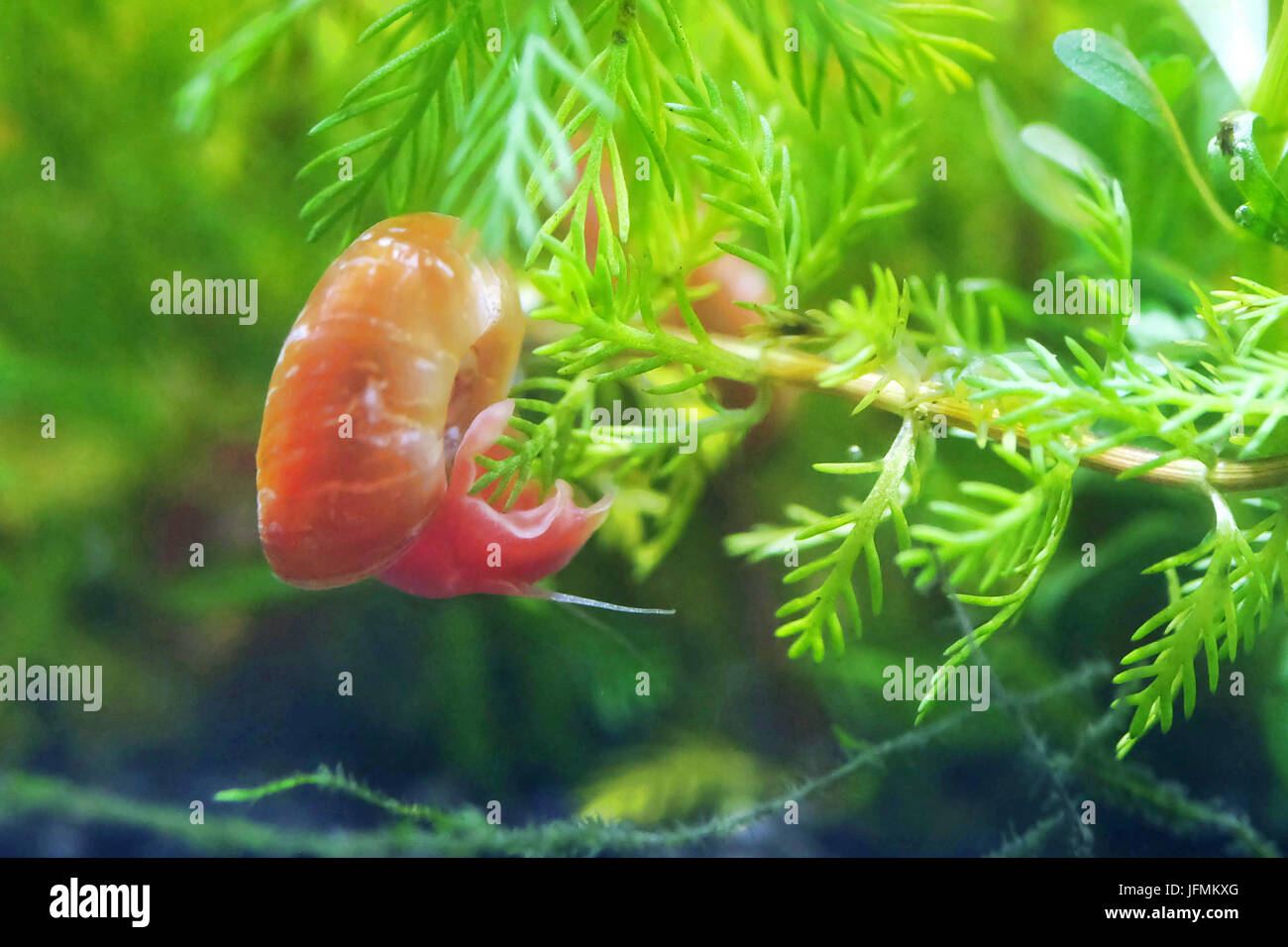Portrait of Red Apple Snail Stock Photo - Alamy