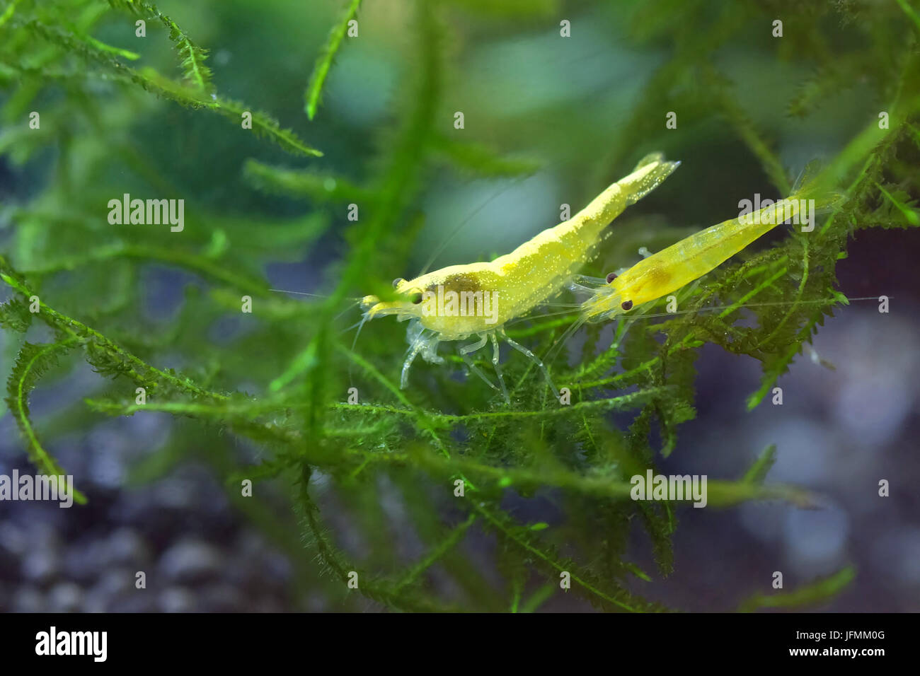 Portrait of a Golden Yellow Shrimp Stock Photo - Alamy