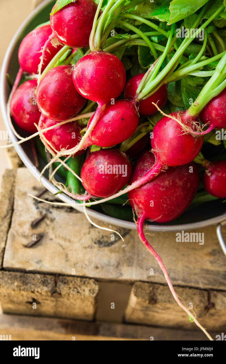 Bunch of fresh organic red radish with water drops in aluminum bowl on ...