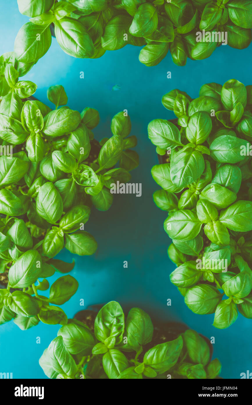 Top view of Fresh basil in plastic module over a blue background ...