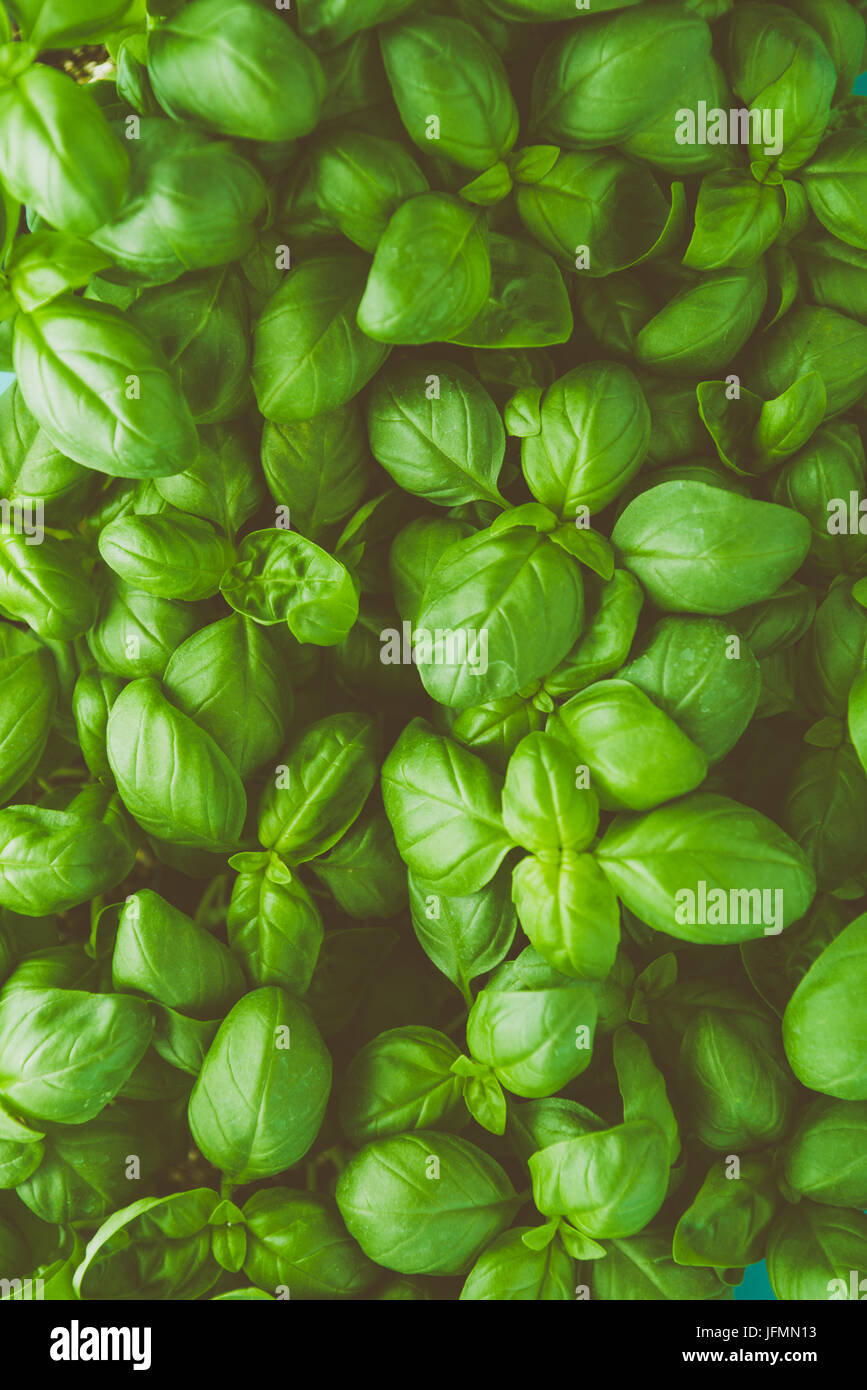 Top view of Fresh basil in plastic module over a blue background ...