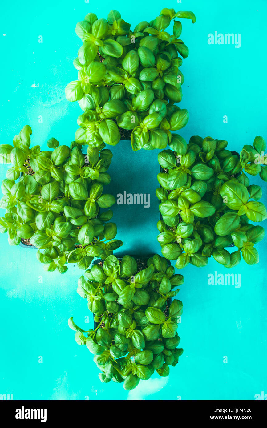 Top view of Fresh basil in plastic module over a blue background ...