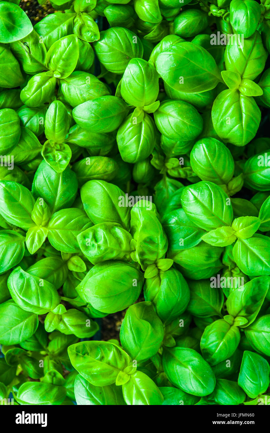 Top view of Fresh basil in plastic module over a blue background ...