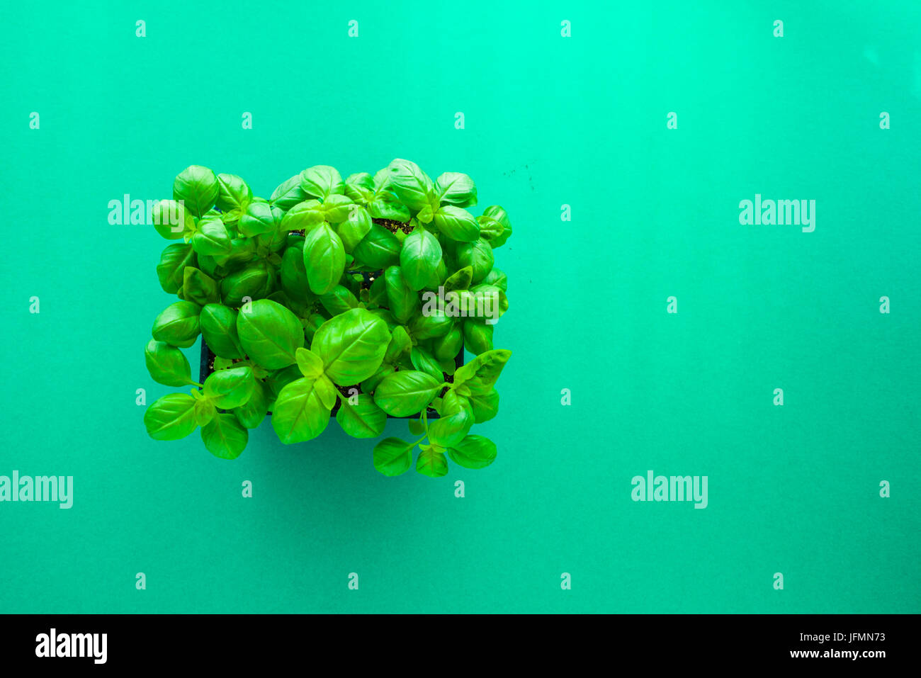 Top view of Fresh basil in plastic module over a blue background ...