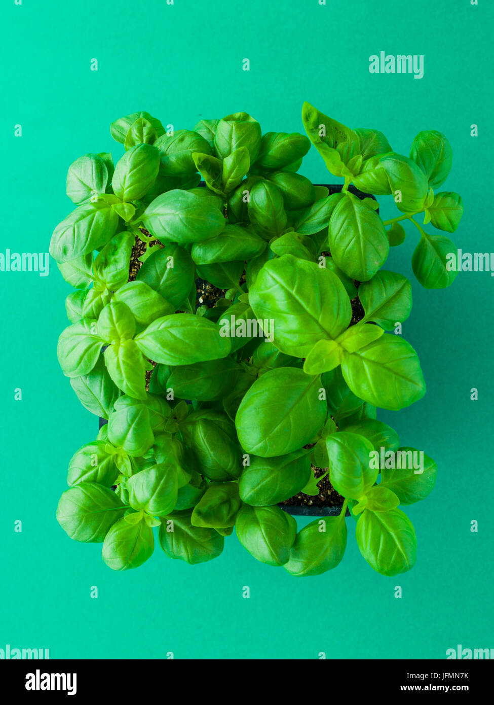 Top view of Fresh basil in plastic module over a blue background ...