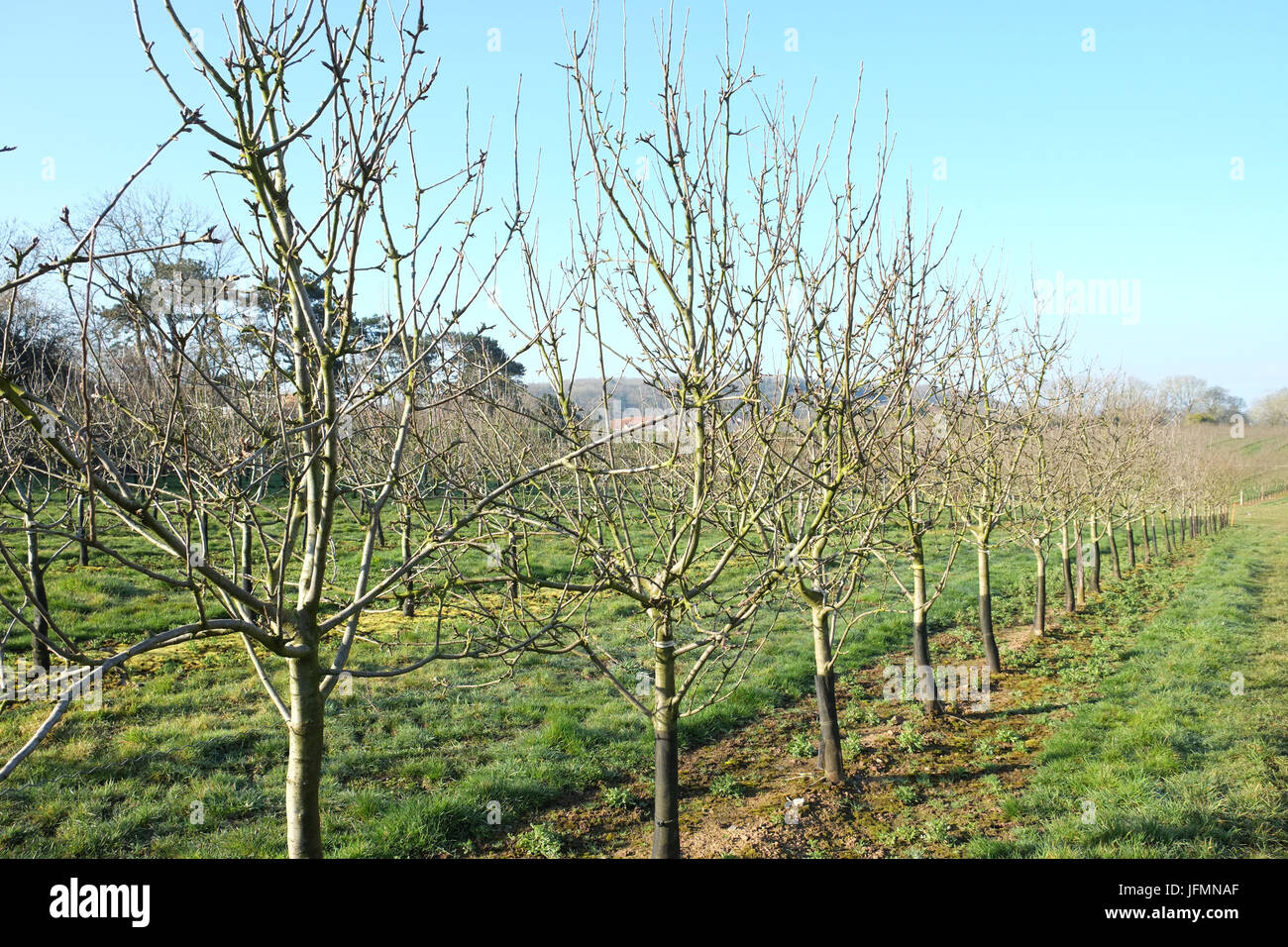 Orchard of young cider apple trees Stock Photo - Alamy