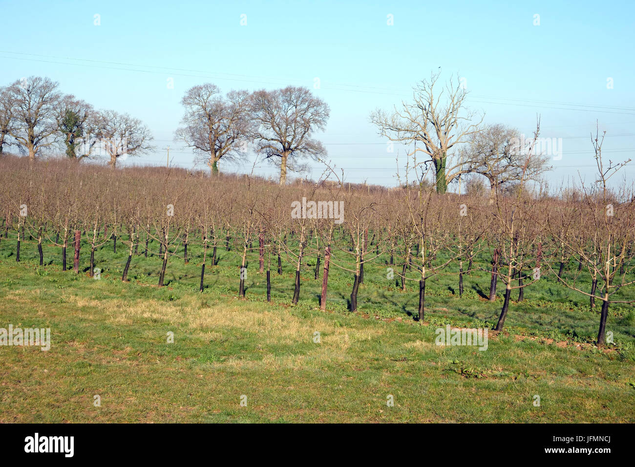 Orchard of young cider apple trees Stock Photo - Alamy