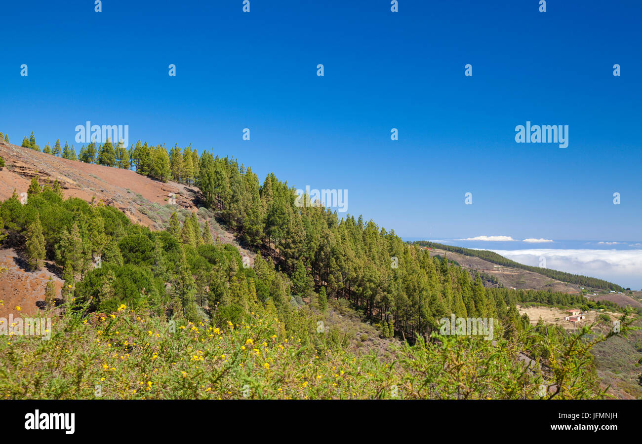 Gran Canaria, June, Canary Islands Pine trees on the slopes Stock Photo ...