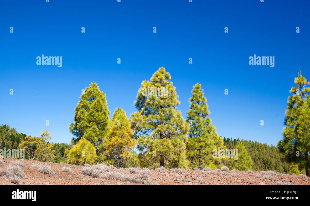 Gran Canaria, June, Canary Islands Pine trees on the slopes Stock Photo ...