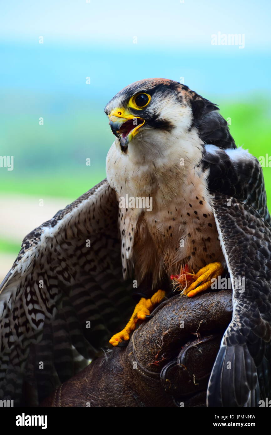 Peregrine Falcon perching on falconer's glove Stock Photo - Alamy