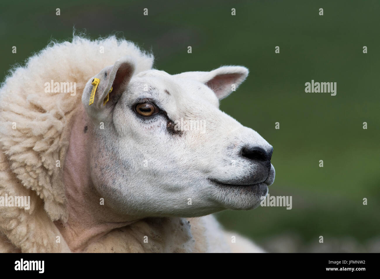 Close up of a Texel ewes head Stock Photo - Alamy