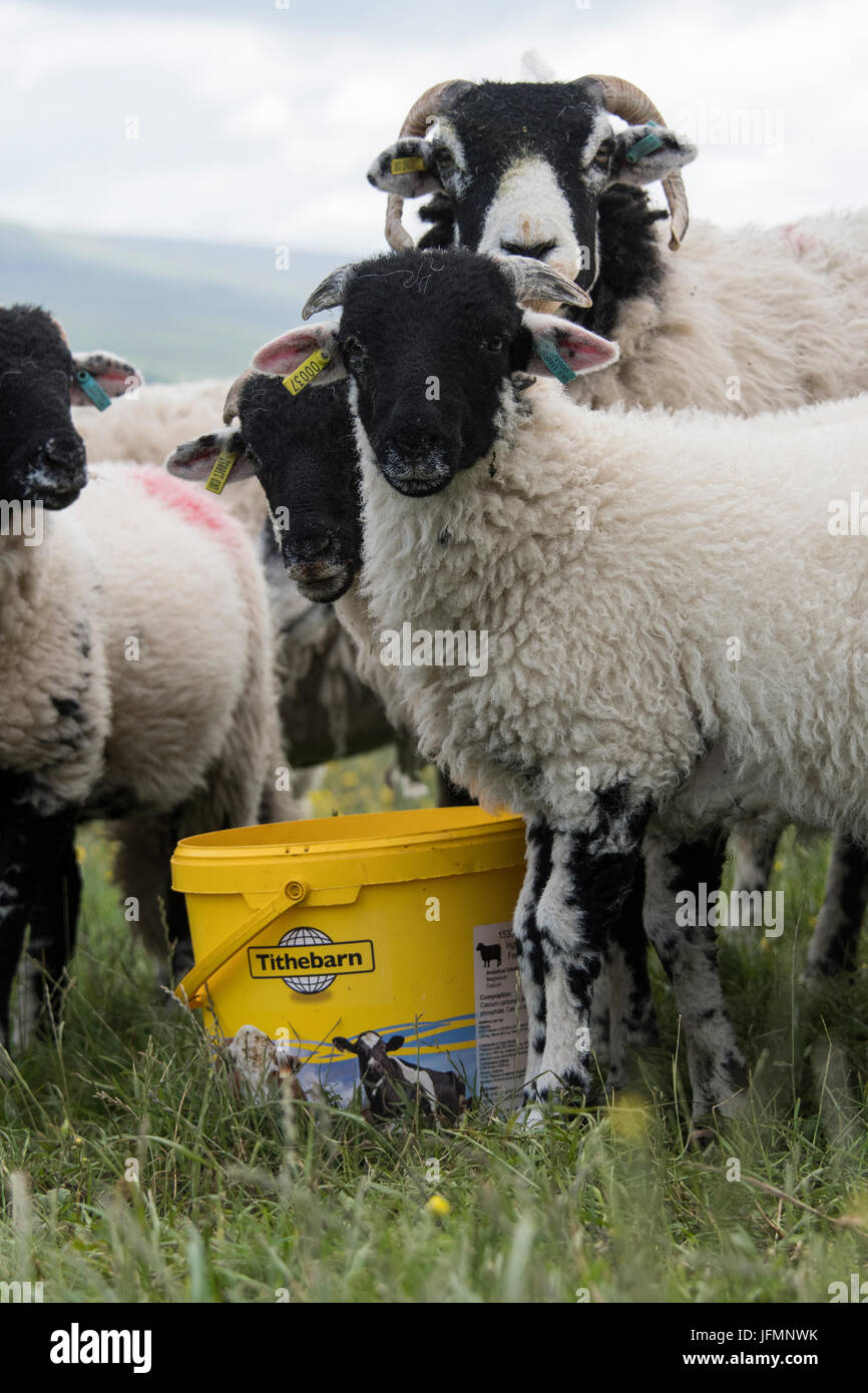 Swaledale lambs around a supplementary feed block to help aid their ...
