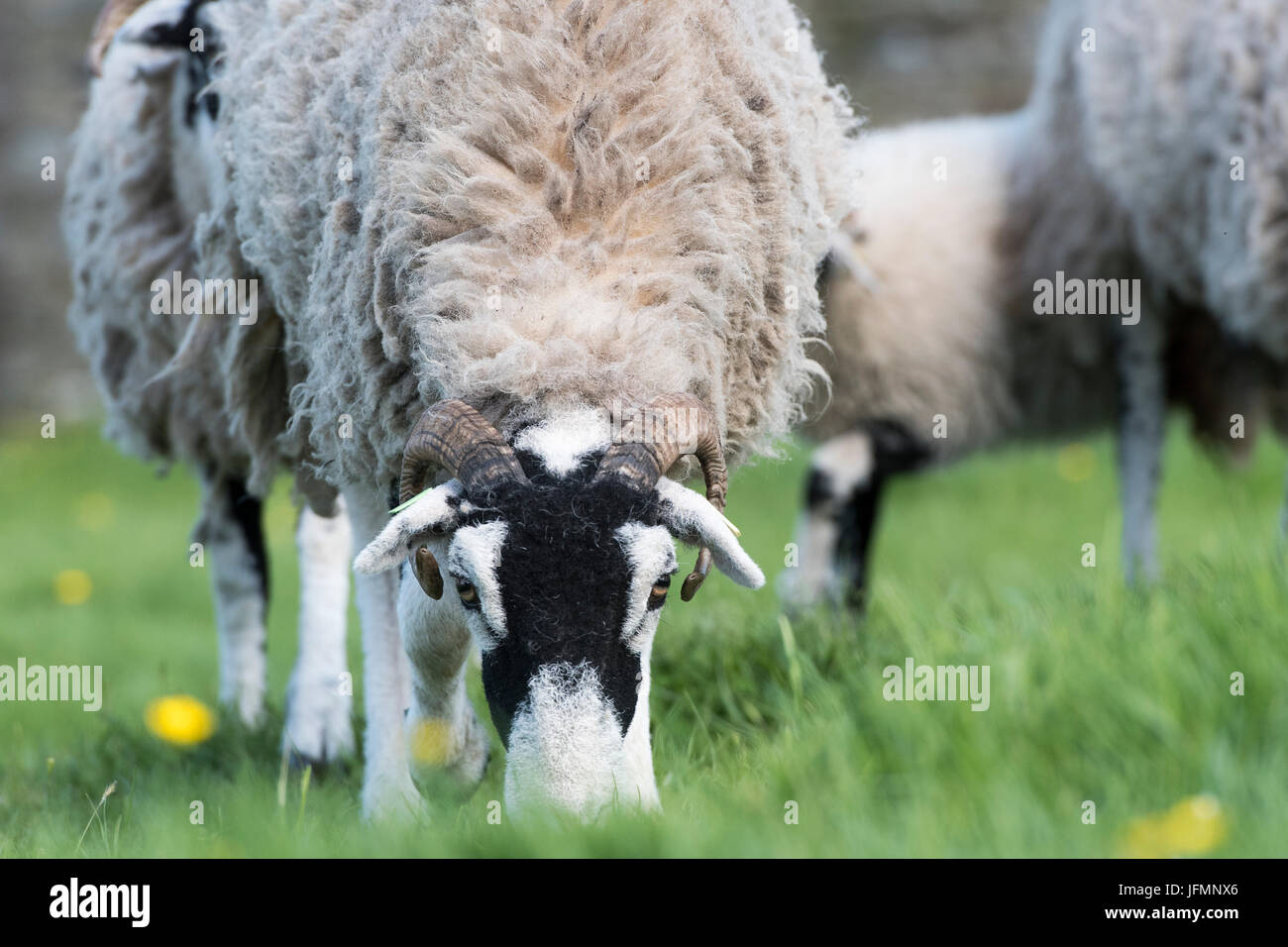 Swaledale sheep ready for a sheep show, Yorkshire Dales, UK Stock Photo ...