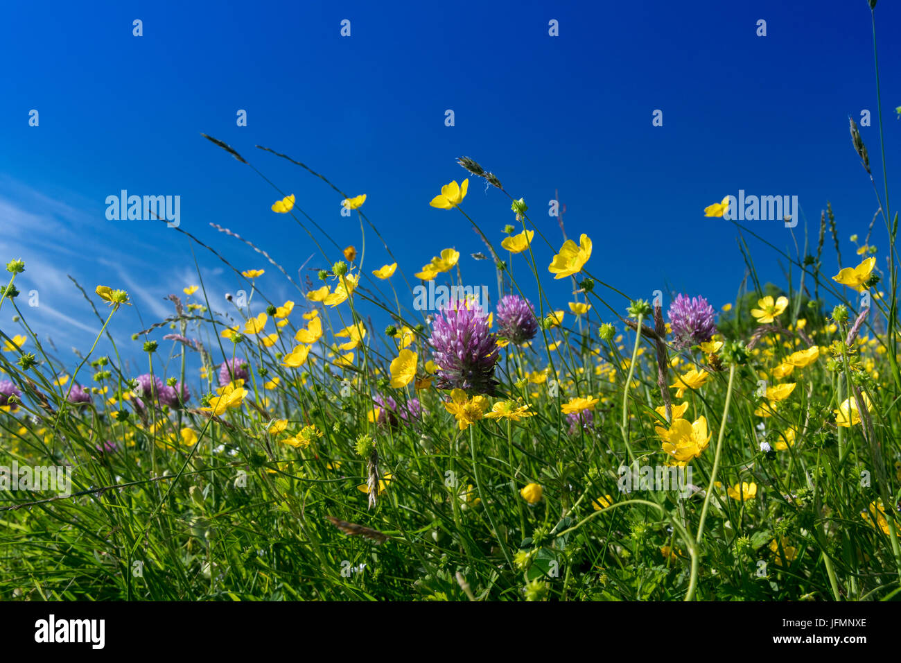 Traditional wildflower hay meadow in full bloom in Hawes, Wensleydale ...