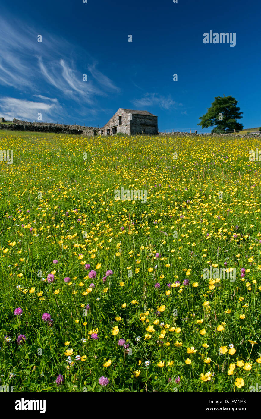 Traditional wildflower hay meadow in full bloom in Hawes, Wensleydale ...