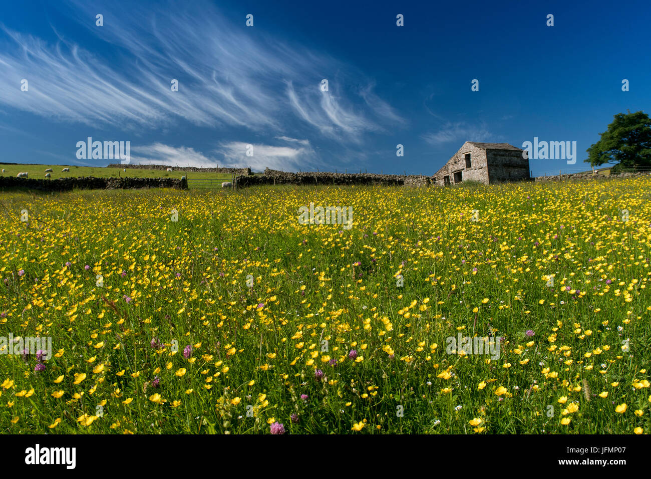 Traditional wildflower hay meadow in full bloom in Hawes, Wensleydale ...