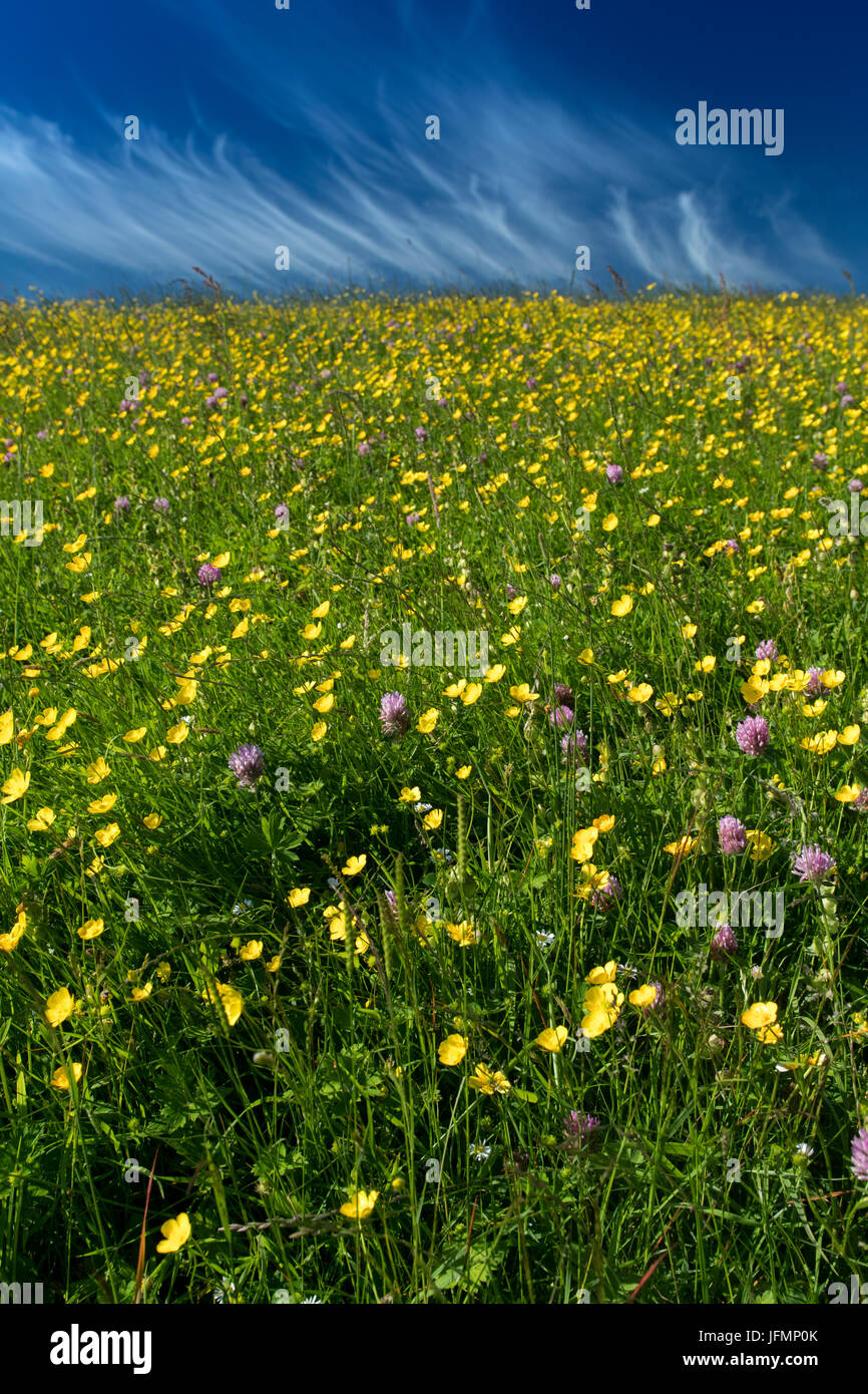 Traditional wildflower hay meadow in full bloom in Hawes, Wensleydale ...