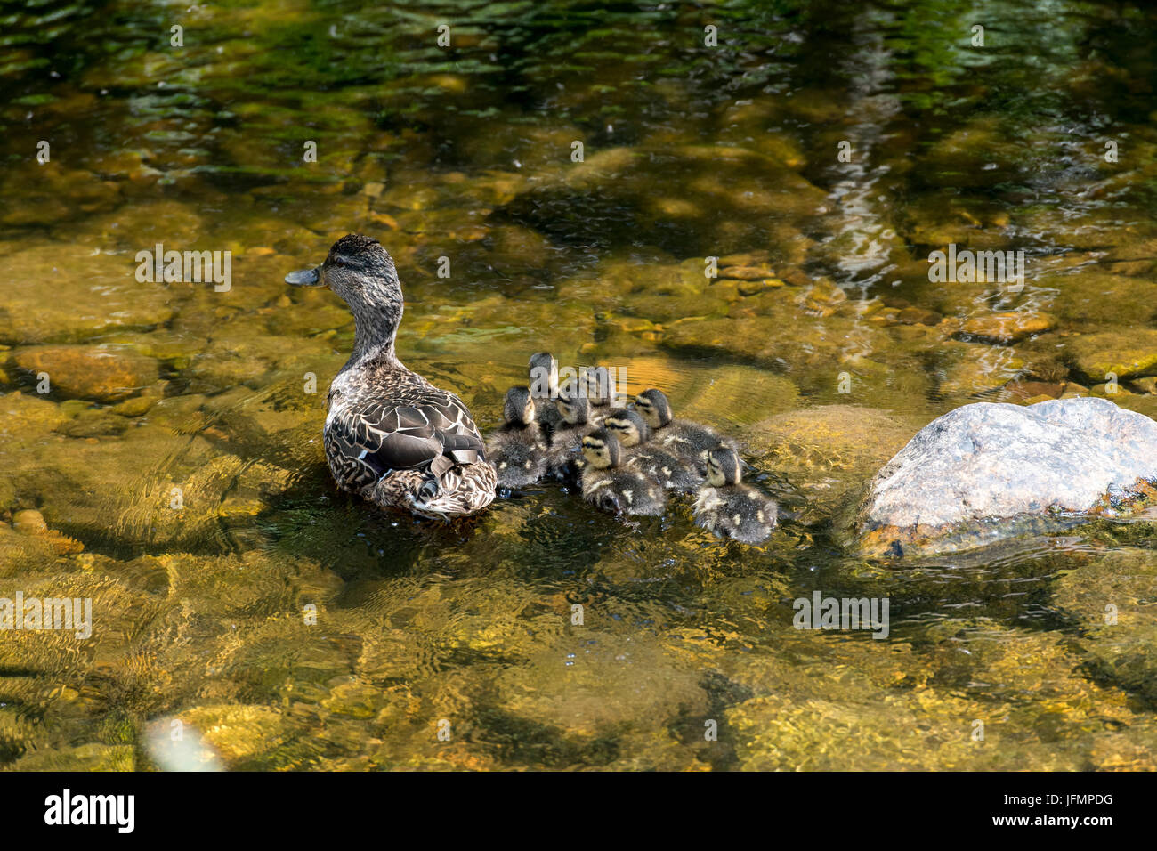 Female Mallard duck, Anas platyrhynchos, with brood of 8 ducklings ...