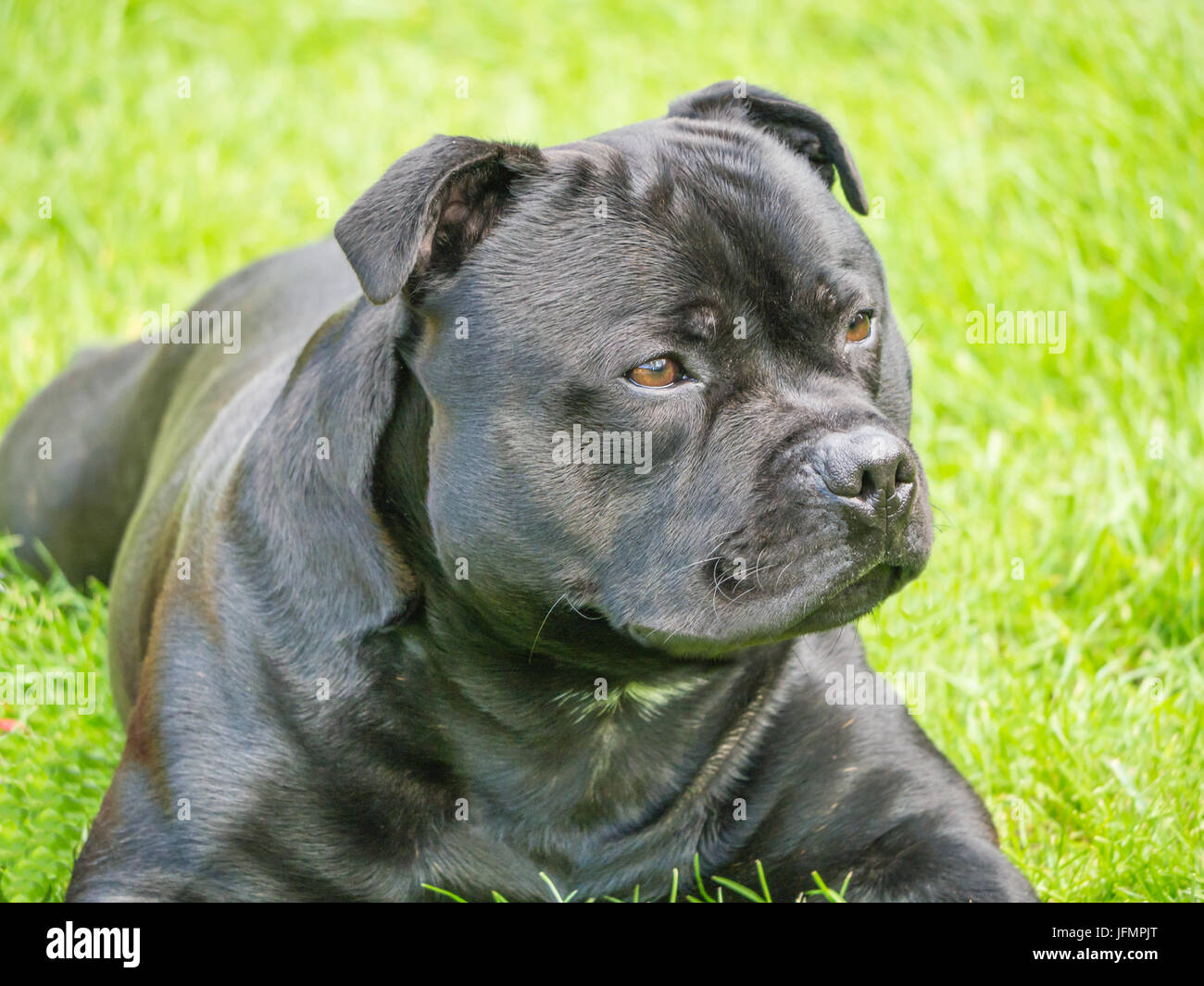 Are Bull Terriers Strong