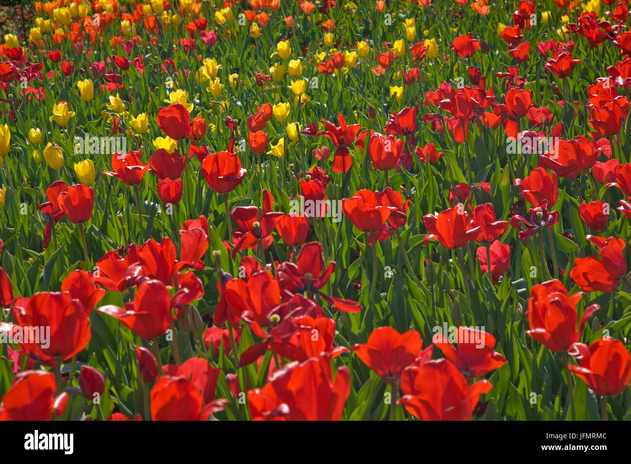 Field Of Tulips Stock Photo - Alamy
