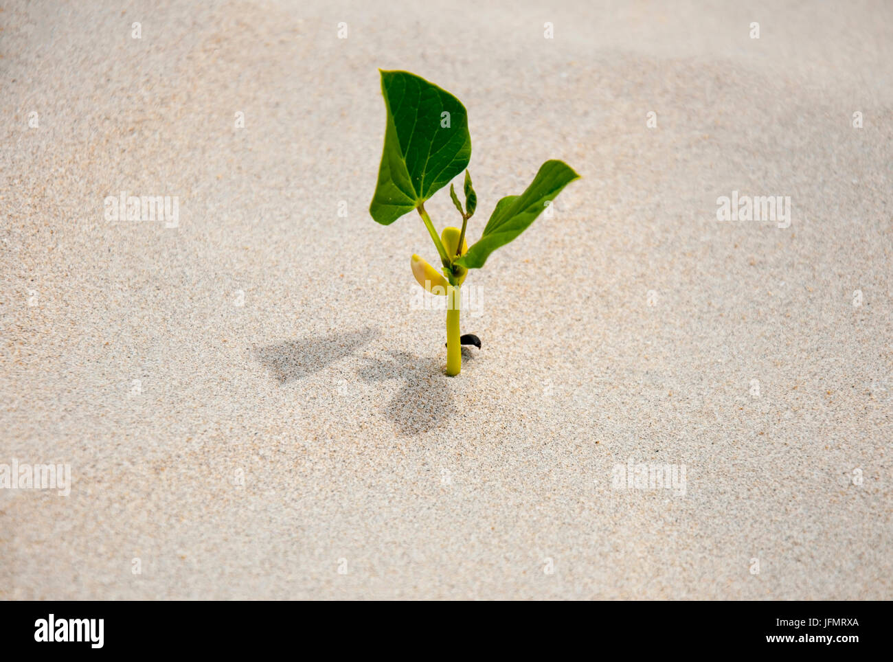 A sprout germinating in the sand, the only green plant Stock Photo - Alamy