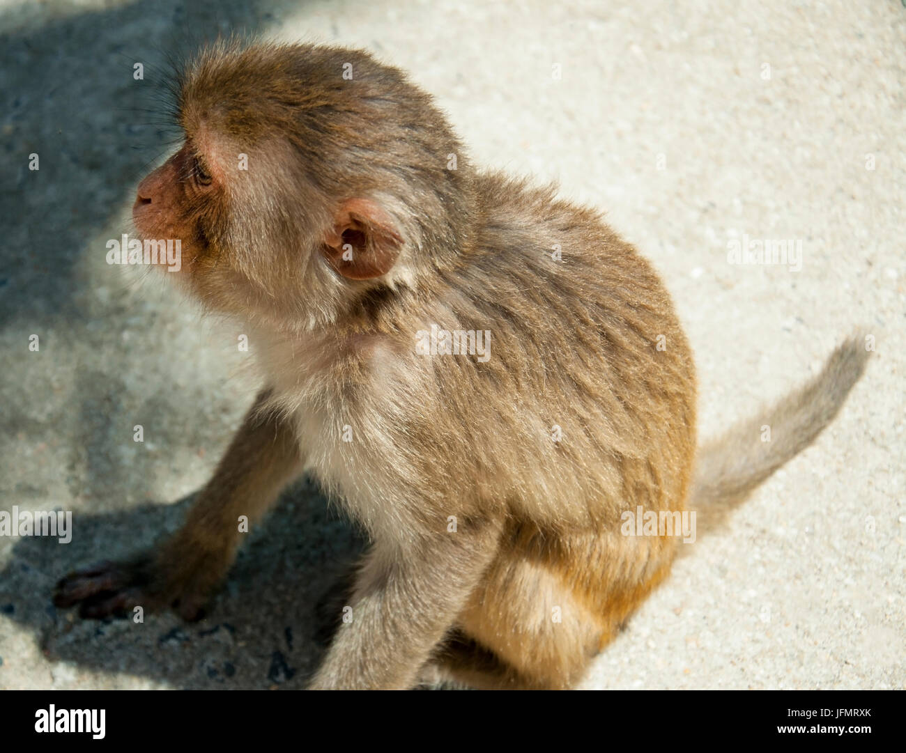 A monkey sitting on the ground. Small and sweet Stock Photo - Alamy