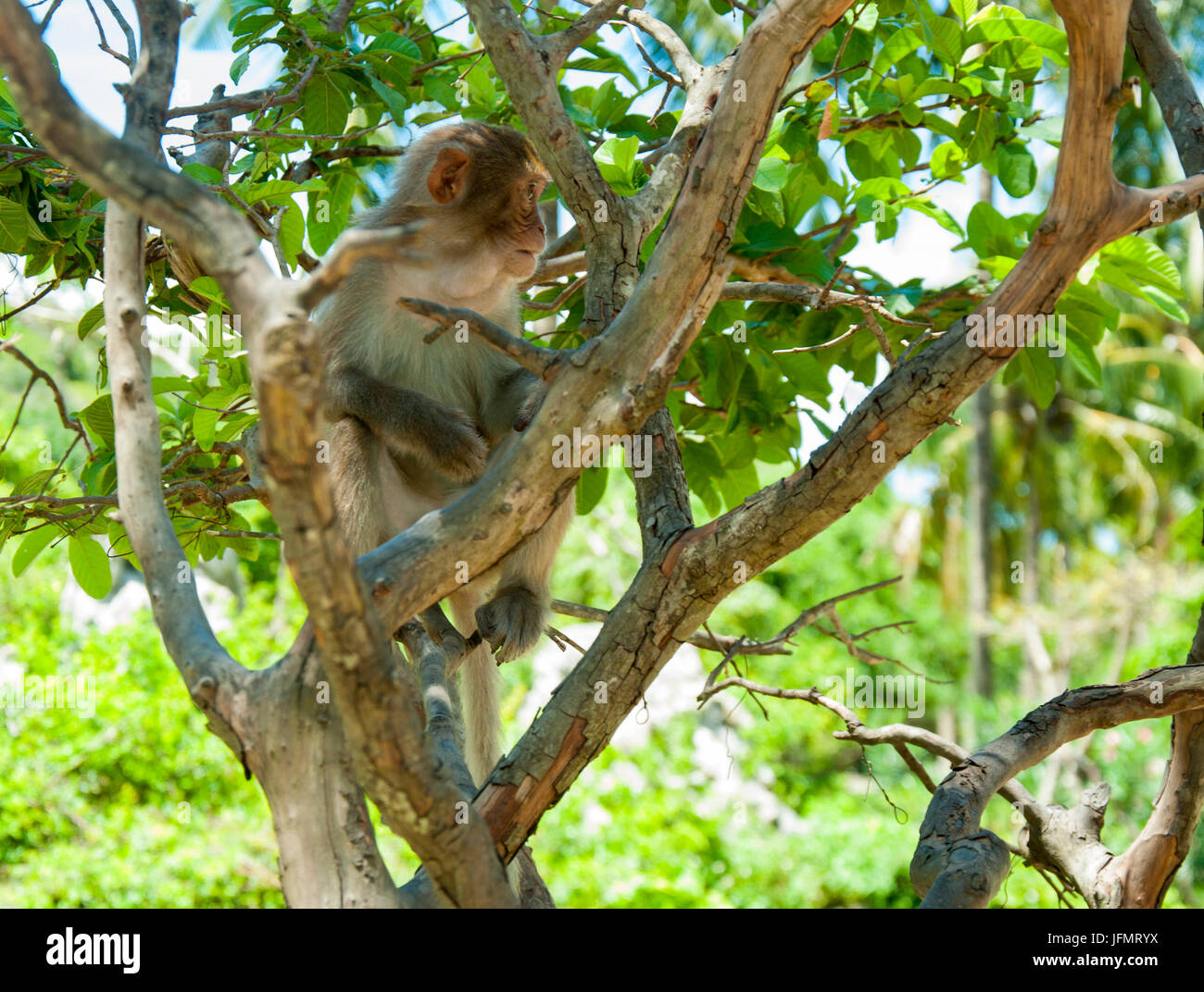A monkey sitting on a tree. Small and sweet Stock Photo - Alamy