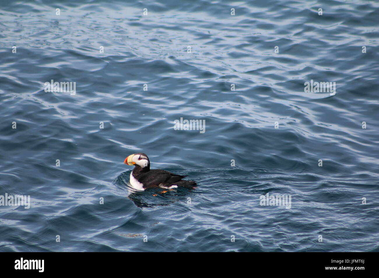 Puffins over ocean hi-res stock photography and images - Alamy