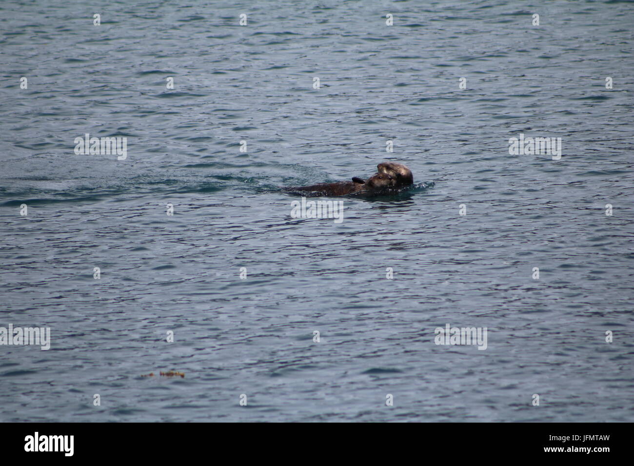 Female Sea Otters High Resolution Stock Photography and Images - Alamy