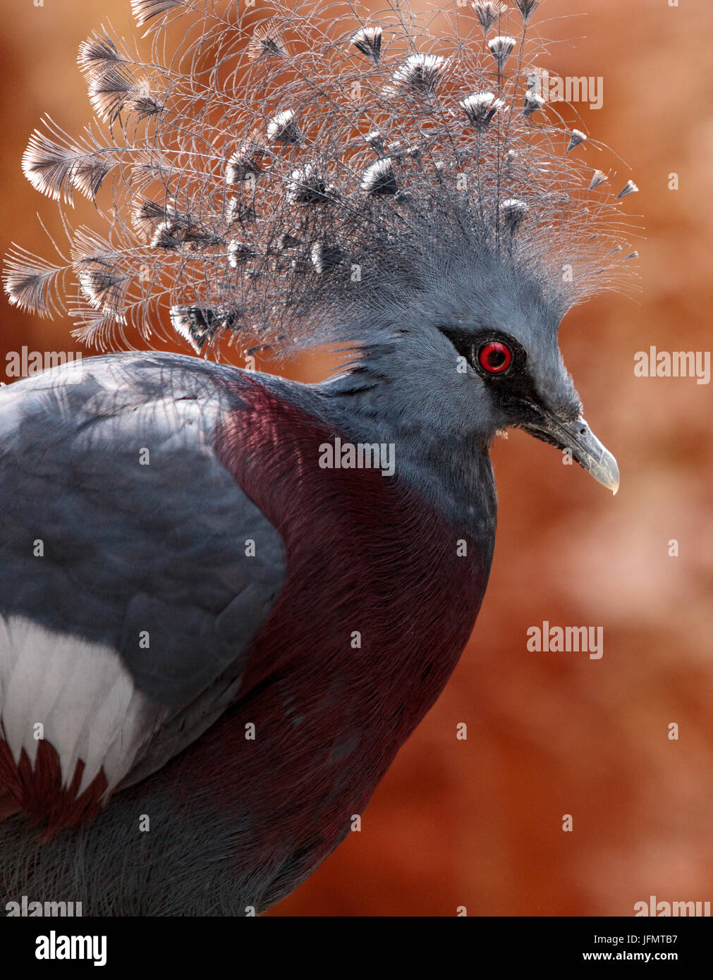 Victoria crowned pigeon called Goura victoria Stock Photo - Alamy