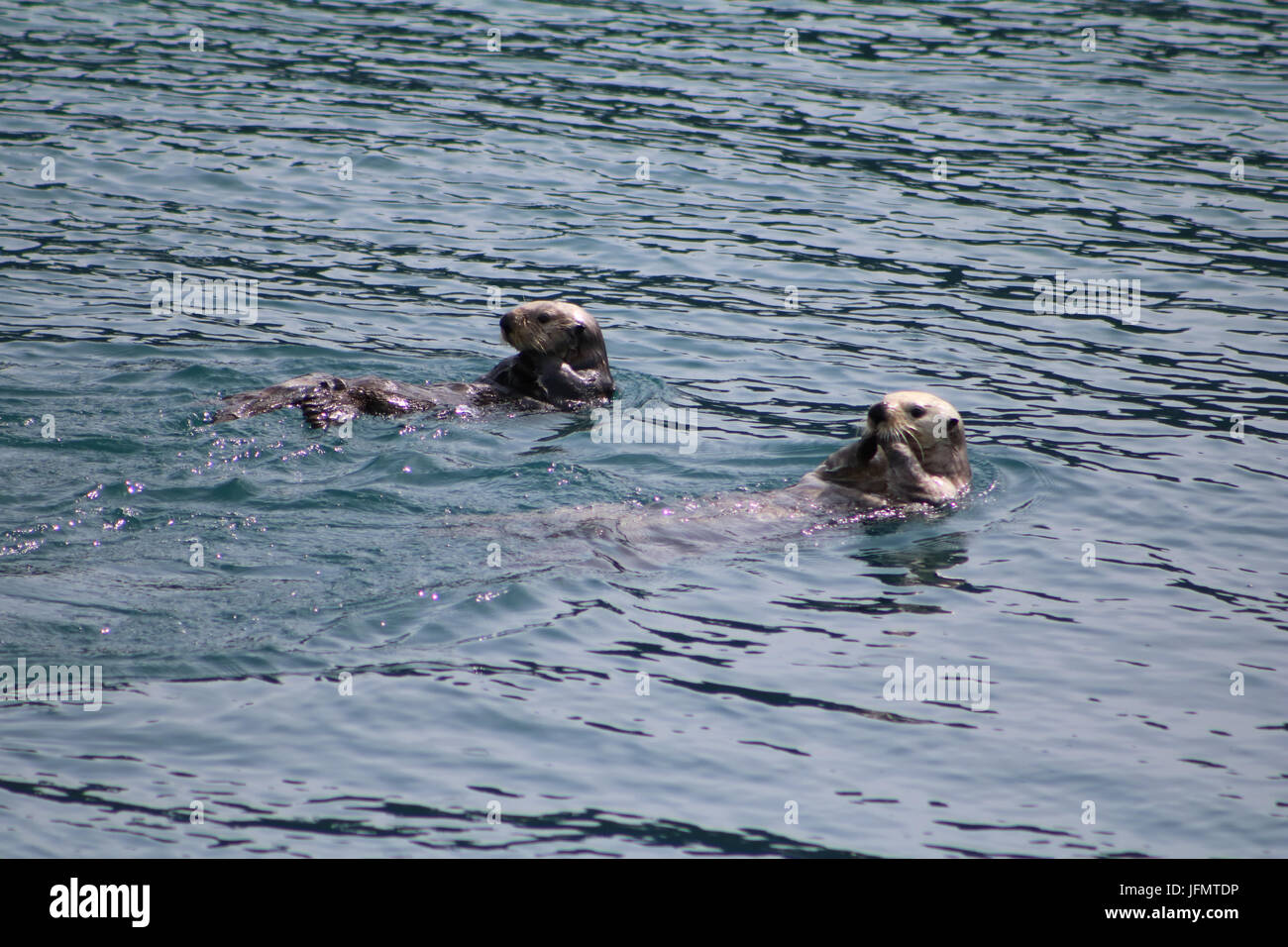 Otters in open hi-res stock photography and images - Alamy