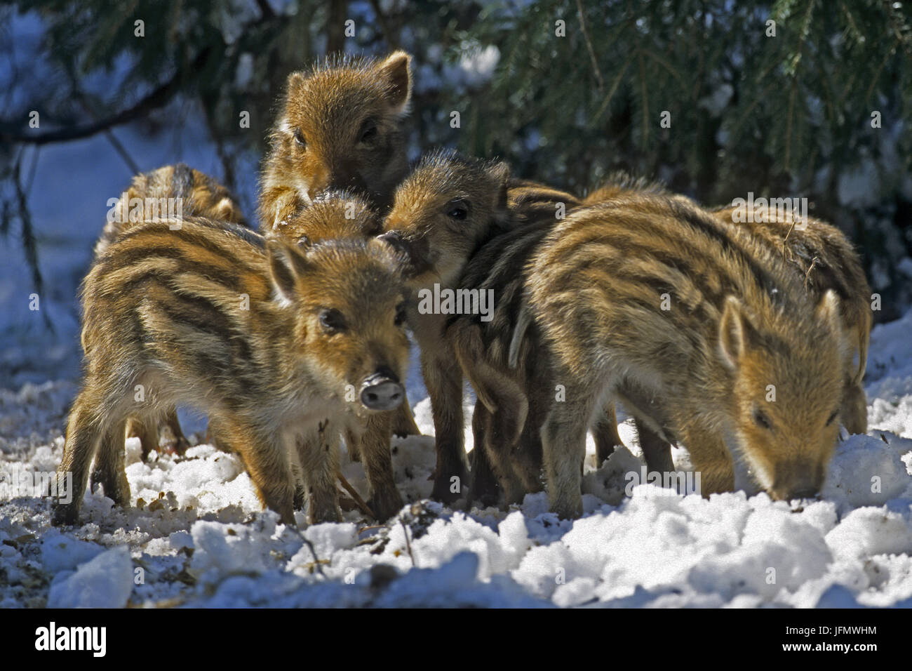 Piglets winter hi-res stock photography and images - Alamy
