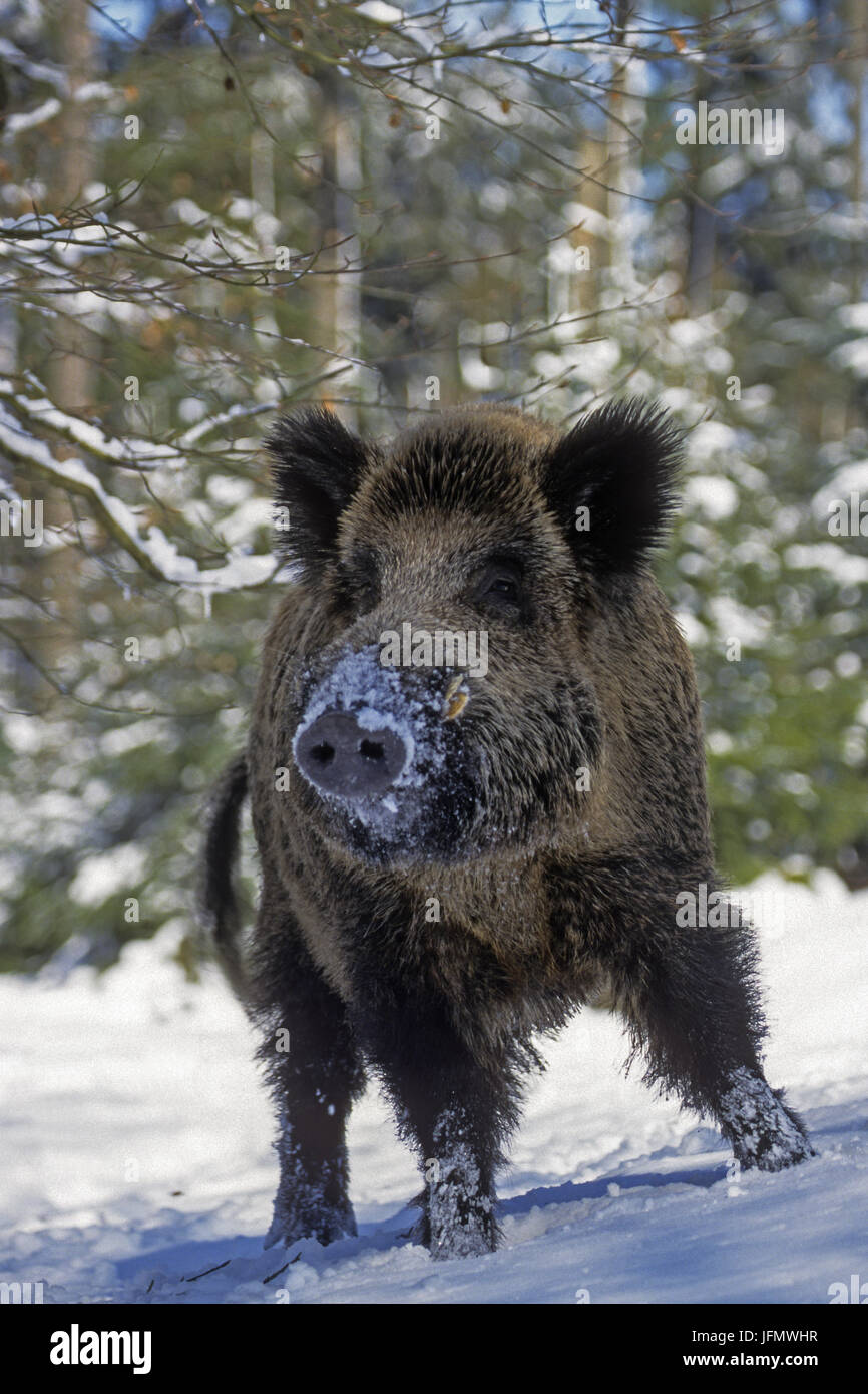 Male wild boar hi-res stock photography and images - Alamy