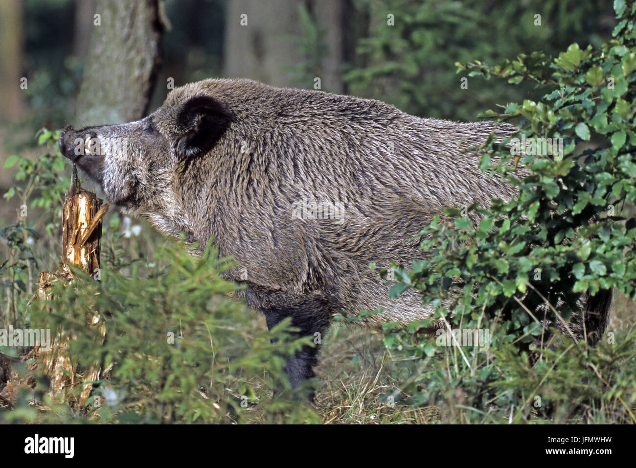 male Wild Boar Stock Photo - Alamy