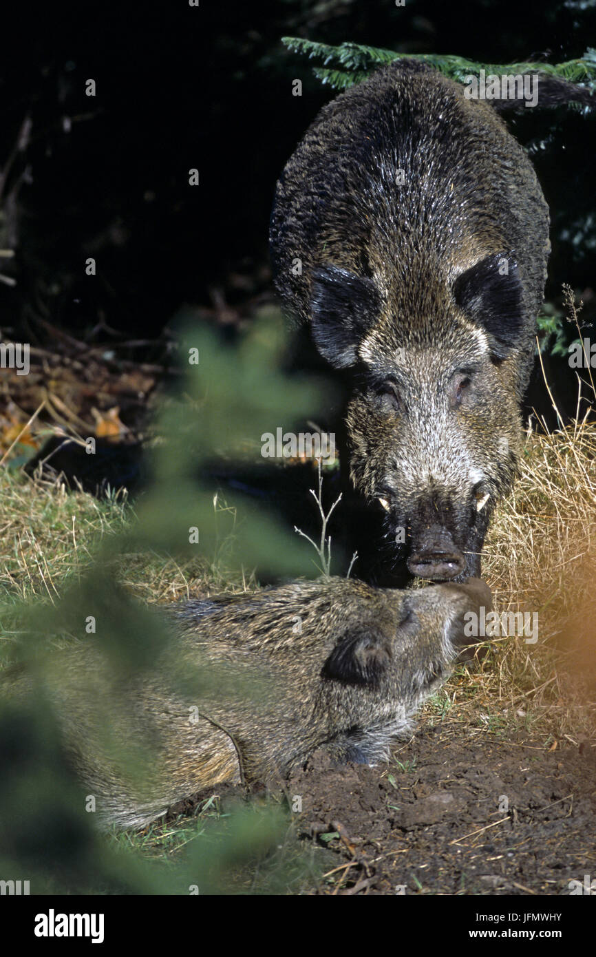 male Wild Boar and subadult / Sus scrofa Stock Photo - Alamy