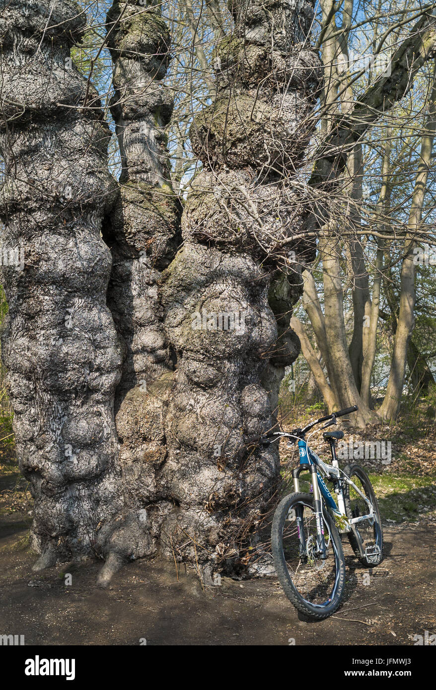 The bicycle at the tree Stock Photo - Alamy