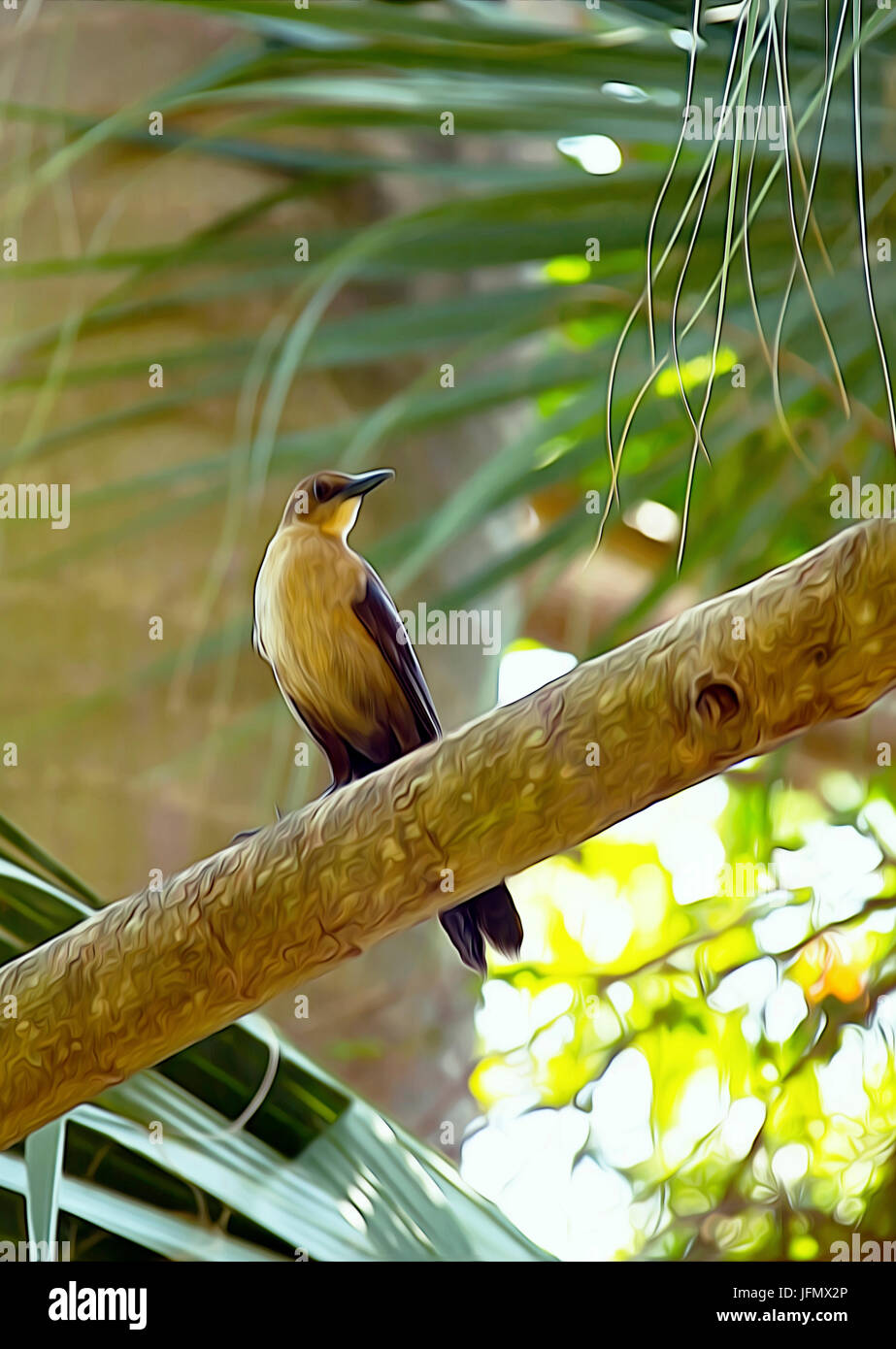 Bird on limb Stock Photo - Alamy